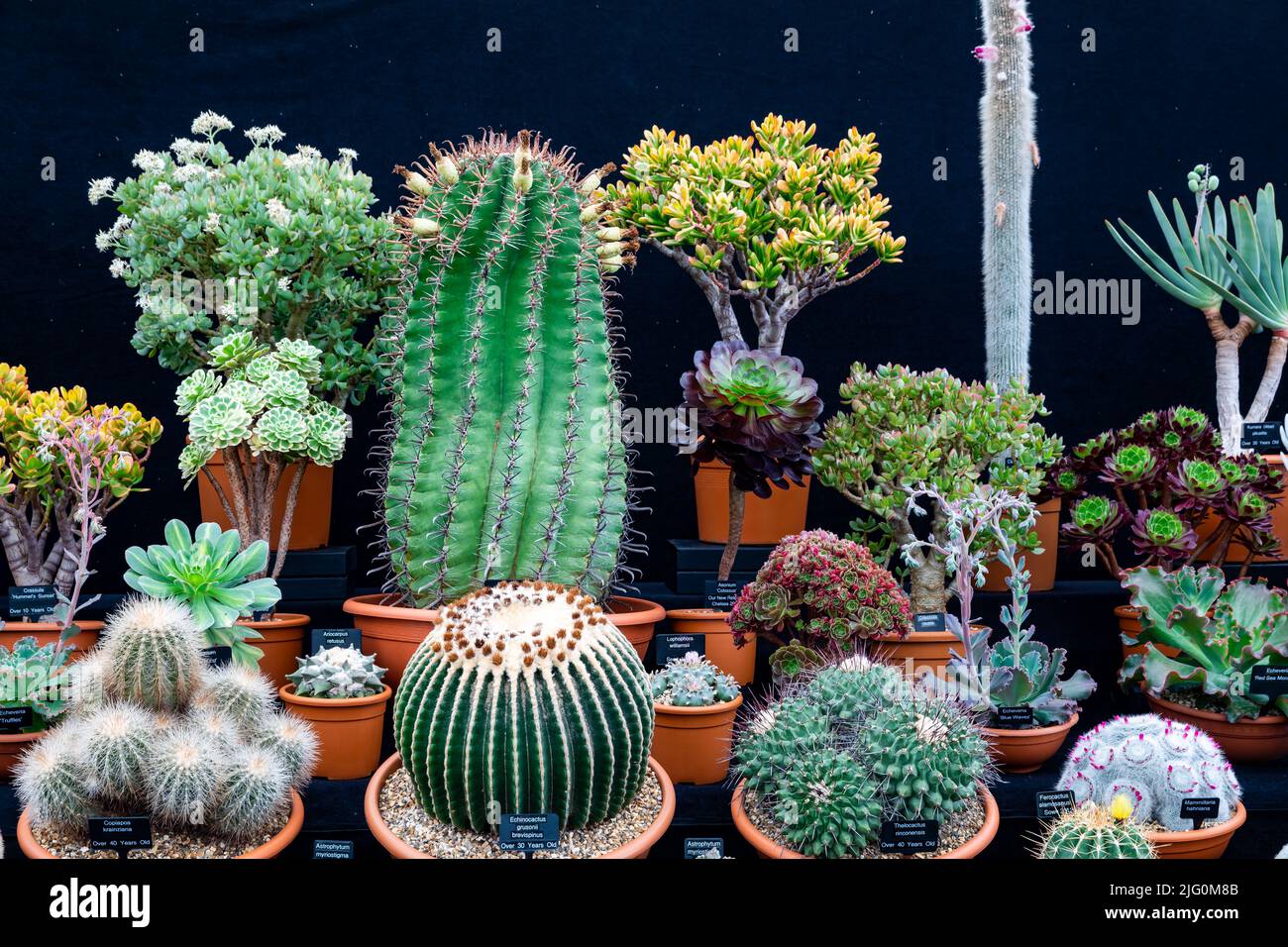 Various Cacti on display at Hampton Court Palace Flower Festival Stock ...