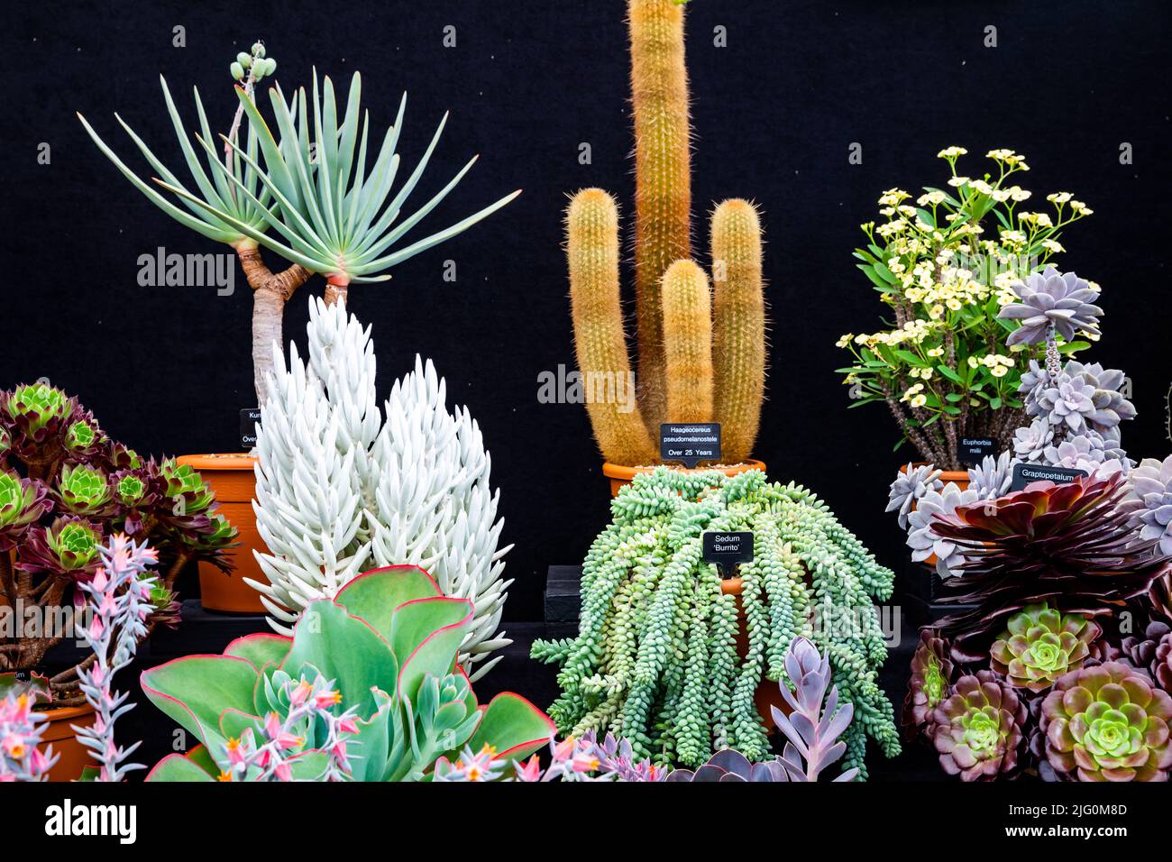 Various Cacti on display at Hampton Court Palace Flower Festival Stock ...