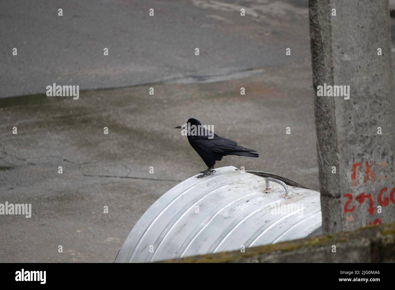 Seagull on trash can hi-res stock photography and images - Alamy