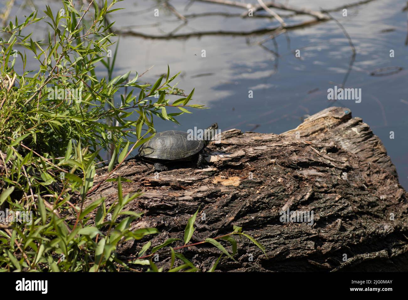 turtles bask on a log under the first warm sun Stock Photo - Alamy