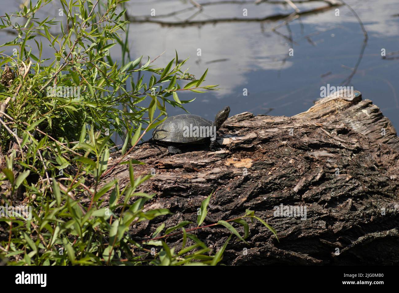 turtles bask on a log under the first warm sun Stock Photo - Alamy