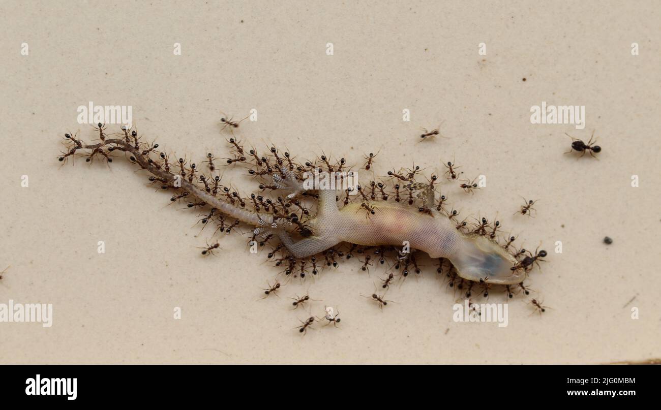 Top angle shot of Dead House lizard eating by black ants on white floor ...