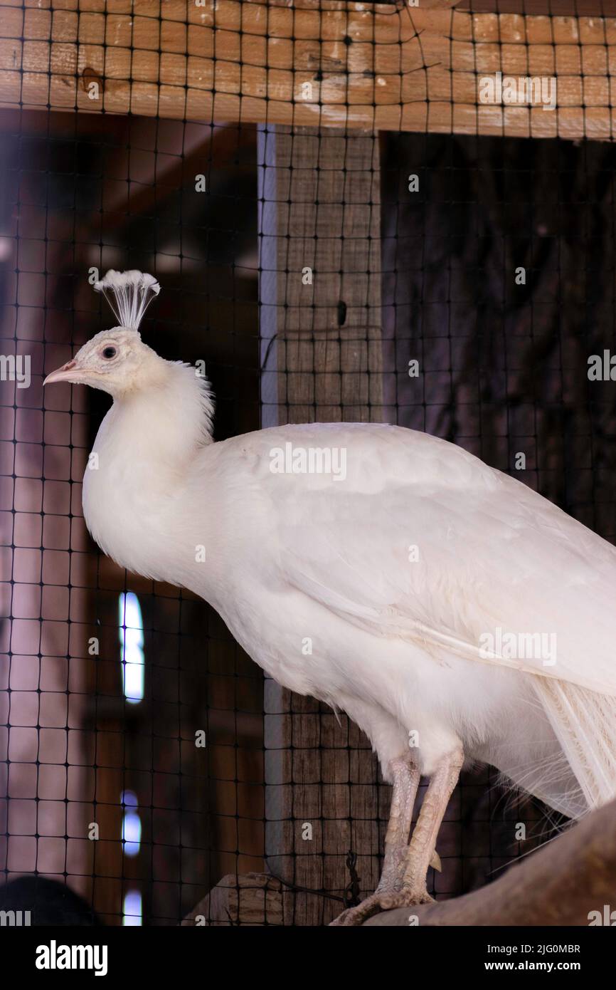 White caged peacock beautiful hi-res stock photography and images - Alamy