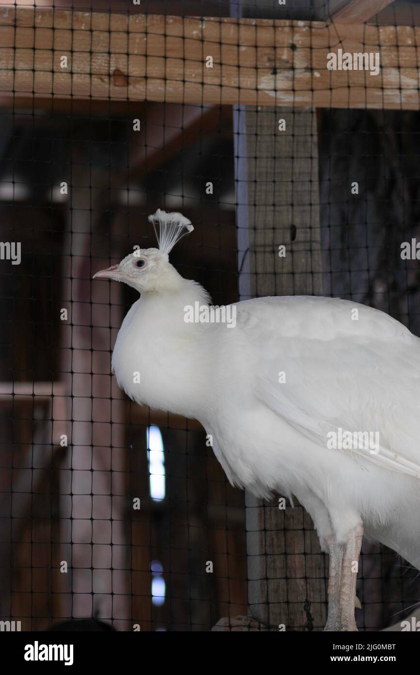 White caged peacock beautiful hi-res stock photography and images - Alamy