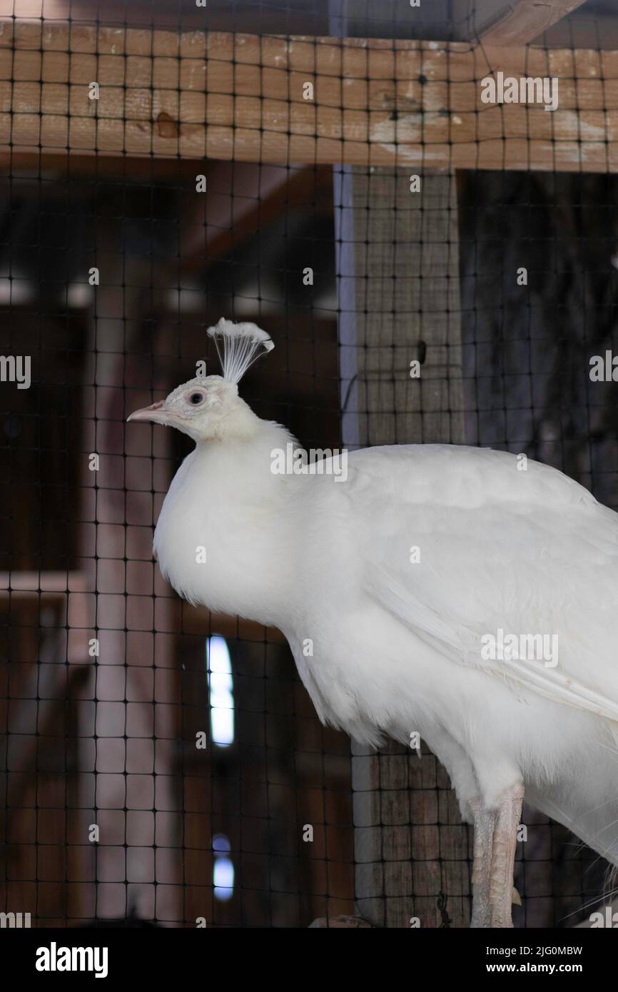 Beautiful White Birds