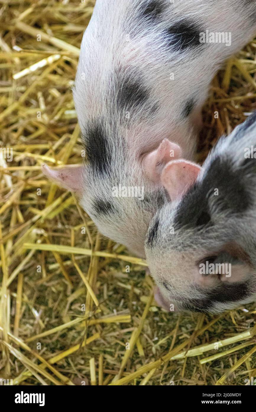 two pink pigs with black spots in their pen in the hay what they eat ...
