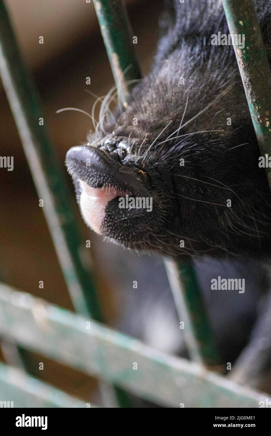 a nickel of a black pig with a pink spot peeks out from the lattice of ...