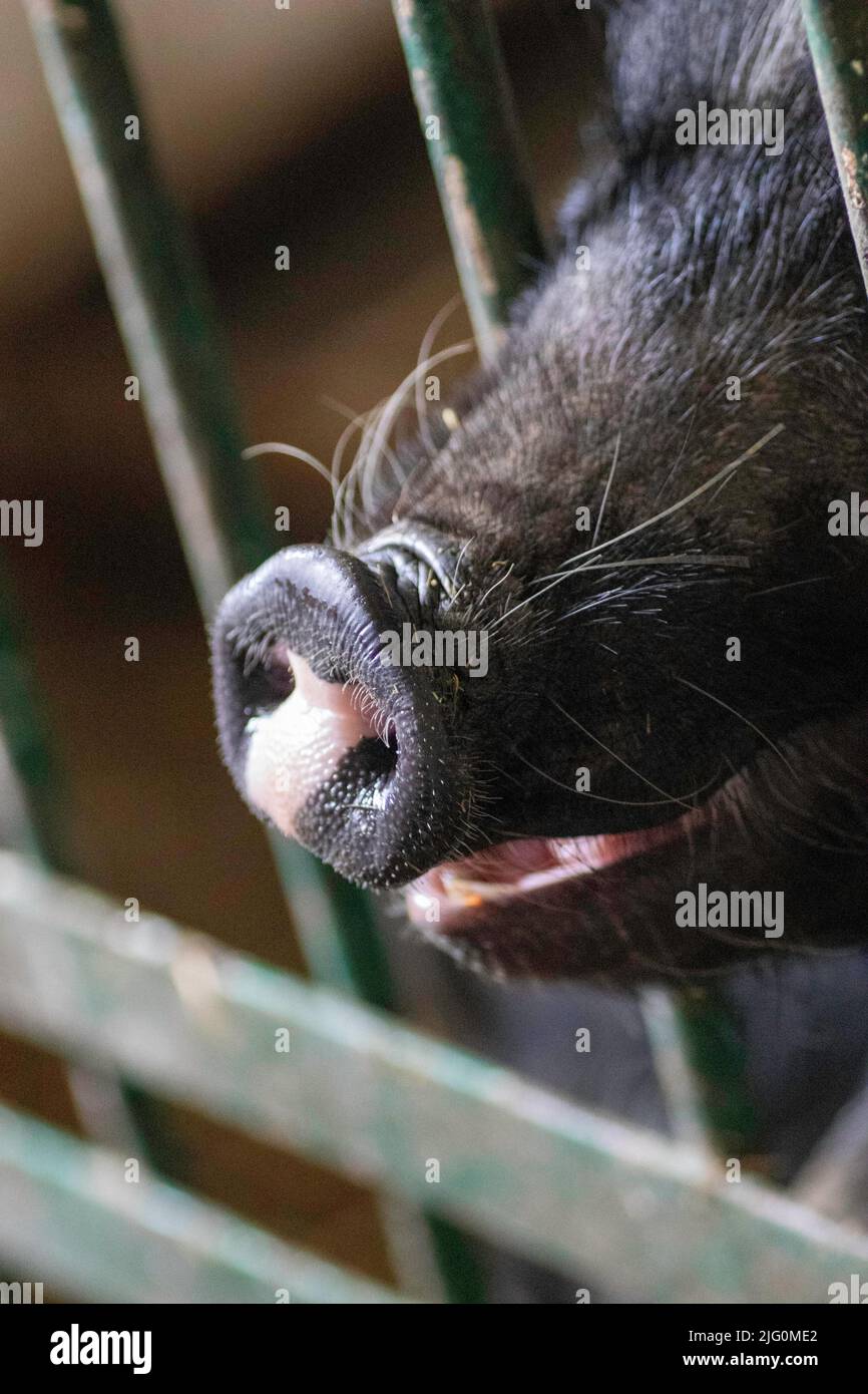 a nickel of a black pig with a pink spot peeks out from the lattice of ...