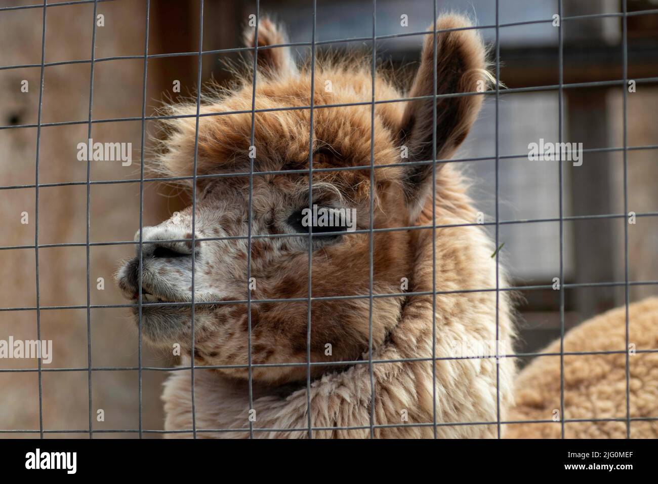 Red llama hi-res stock photography and images - Alamy