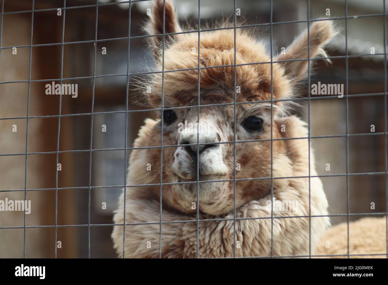 llama being fed carrots in zoo enclosure, fluffy red llama Stock Photo ...