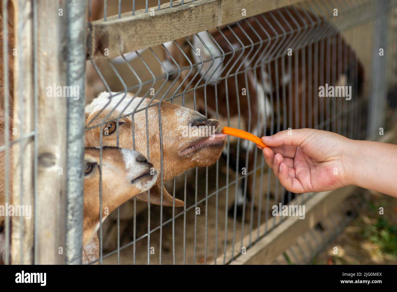 goat red through the net is fed in carrots in the zoo Stock Photo - Alamy