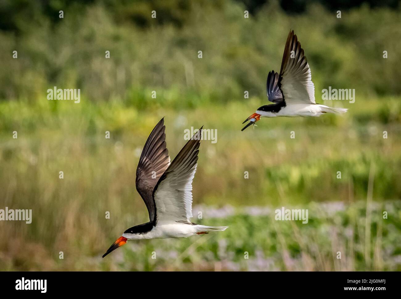 Two Black Skimmer flying over the Celery Fields in Sarasota Florida USA ...