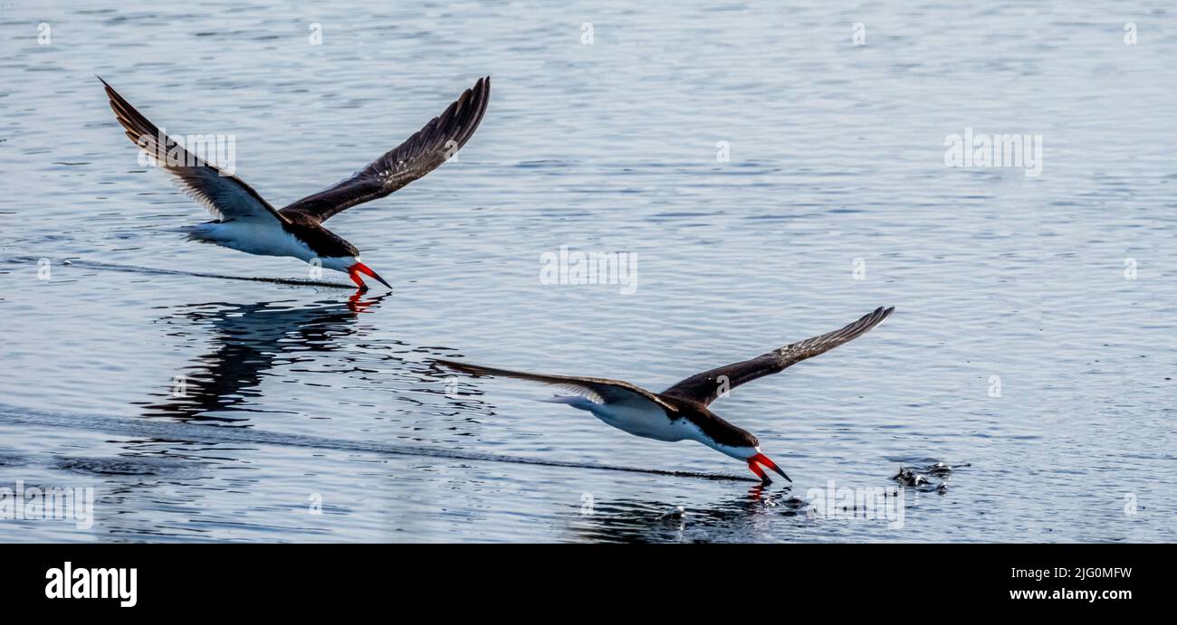 Two Black Skimmers flying low looking for food in a smooth water pond ...