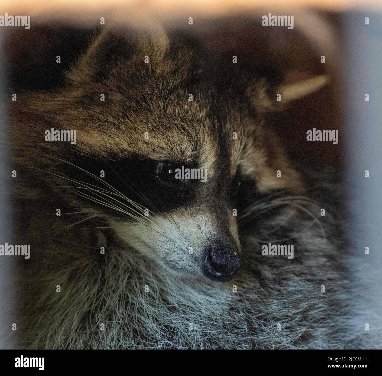 little cute raccoon sits in his house Stock Photo - Alamy