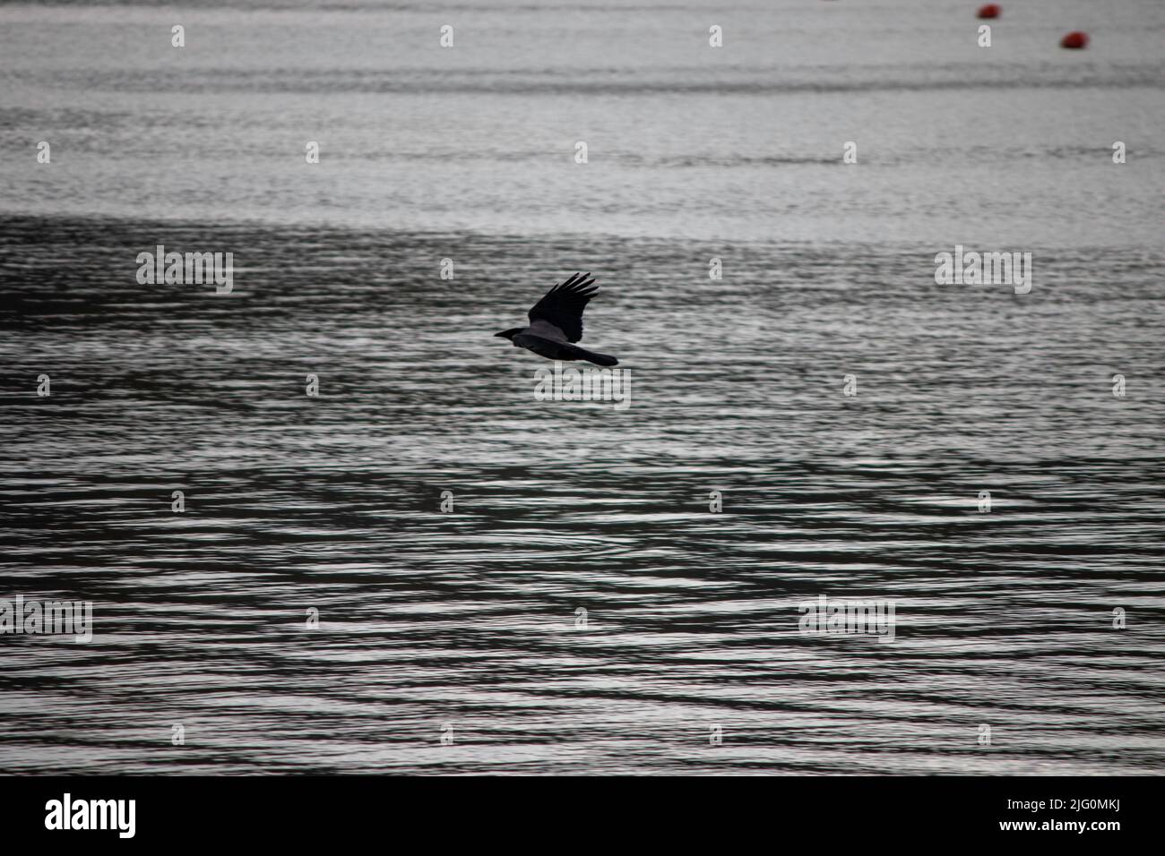 a bird flies over water in a lake, bird flight Stock Photo - Alamy