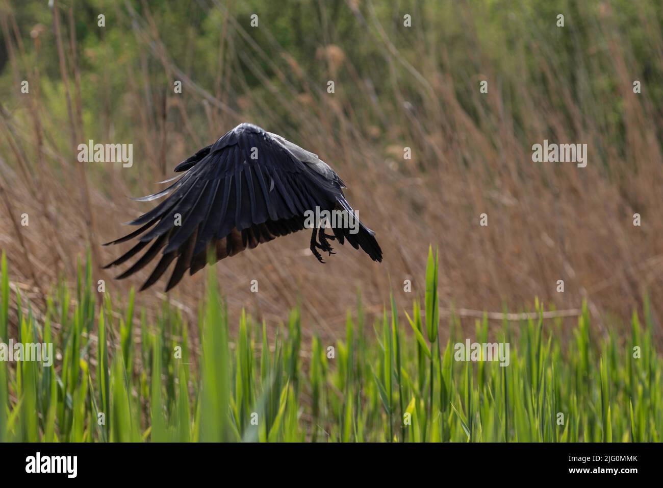 flight of a gloomy bird close up over the reeds, a crow in flight with ...
