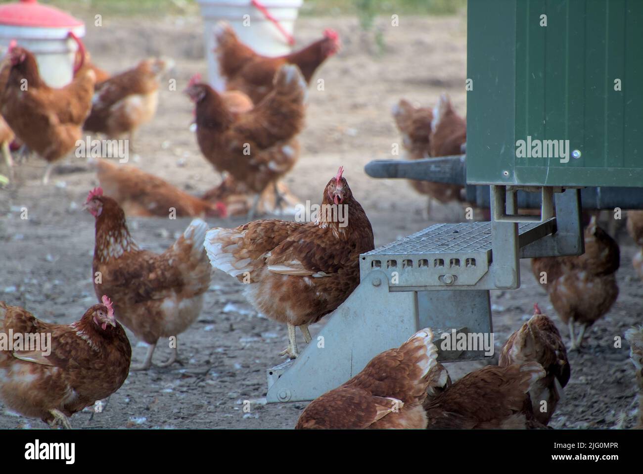 Chicken on steps to chicken choop, chicken farm Stock Photo - Alamy