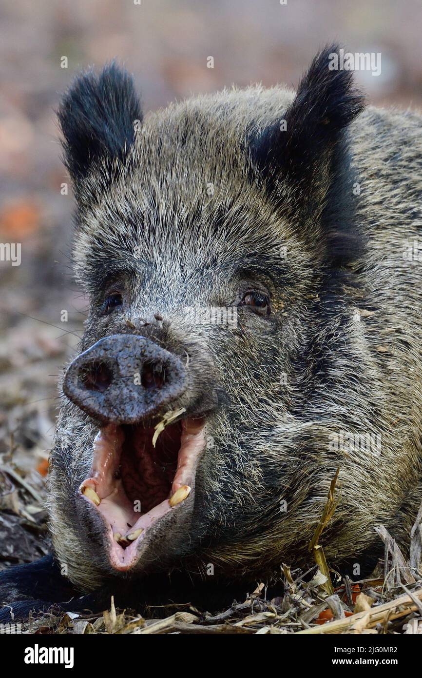 Wild boar female lies on forest floor and wakes up and yawn, head ...