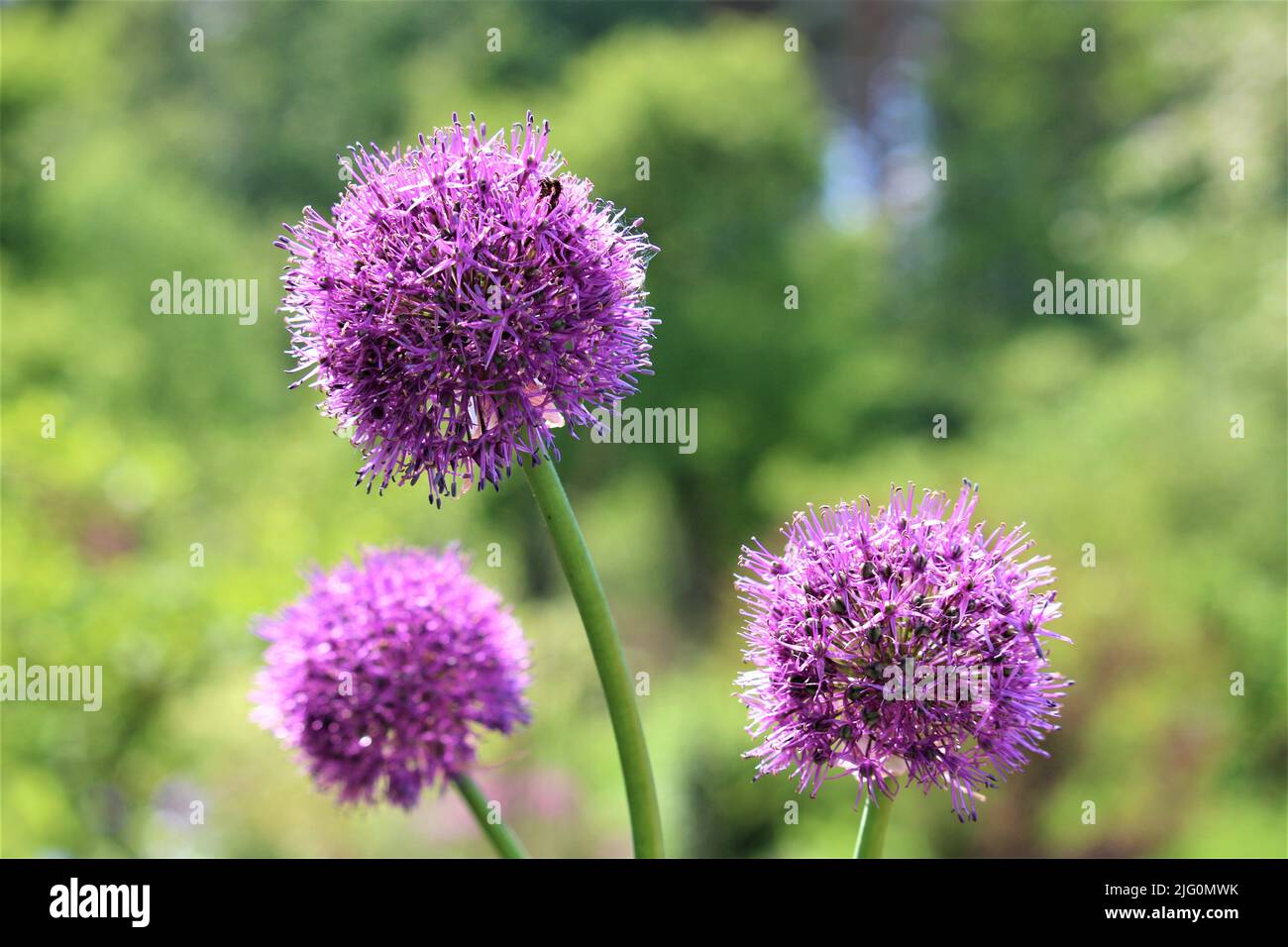 The beautiful nature of Latvia Stock Photo - Alamy