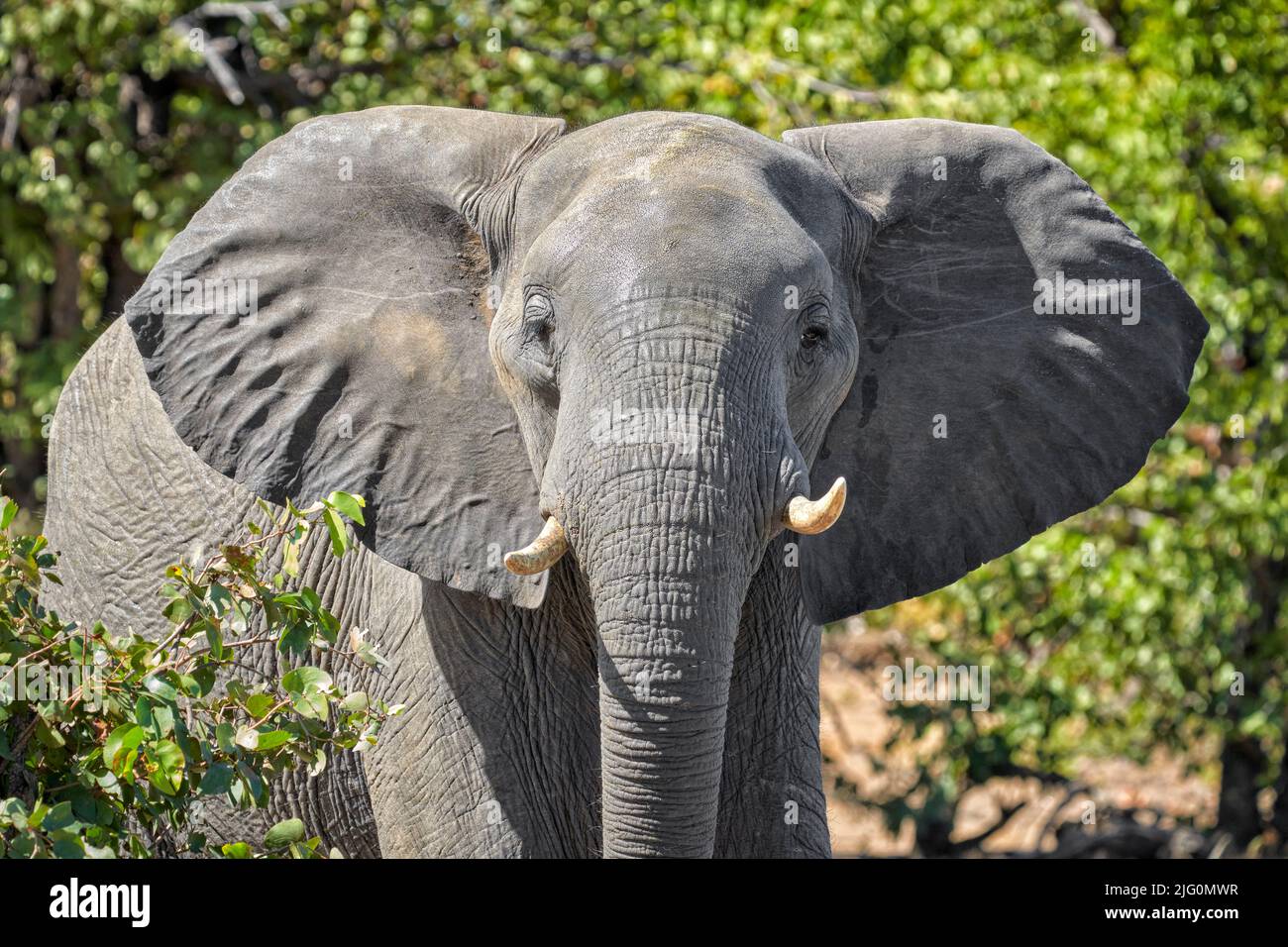 Elephant bull (Loxodonta africana) aggressive facial expression ...