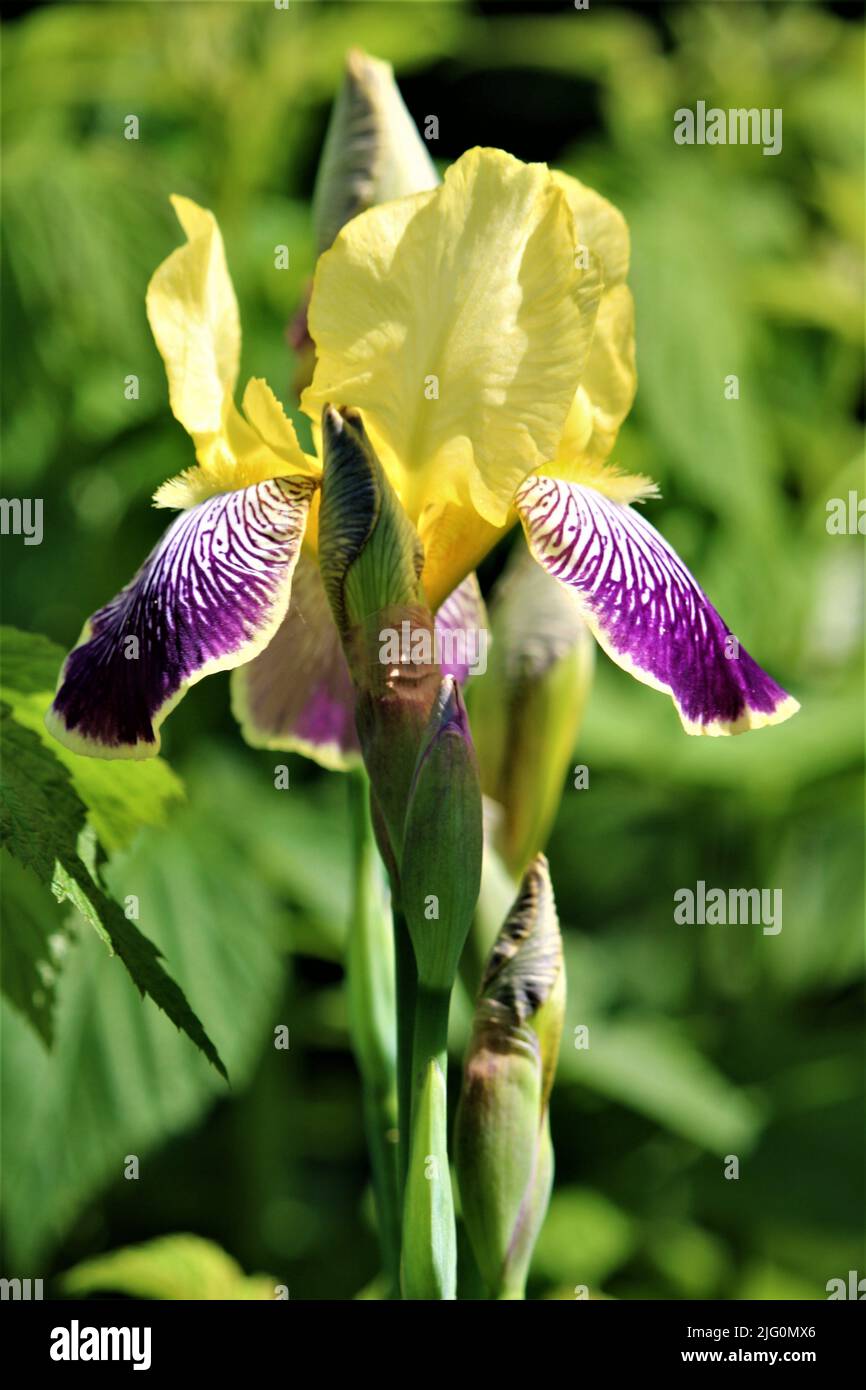 The beautiful nature of Latvia Stock Photo - Alamy