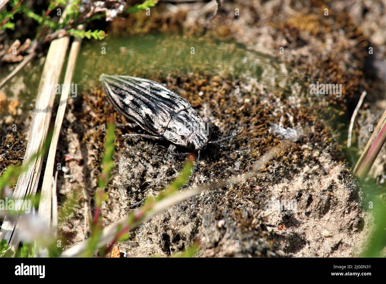 The beautiful nature of Latvia Stock Photo - Alamy