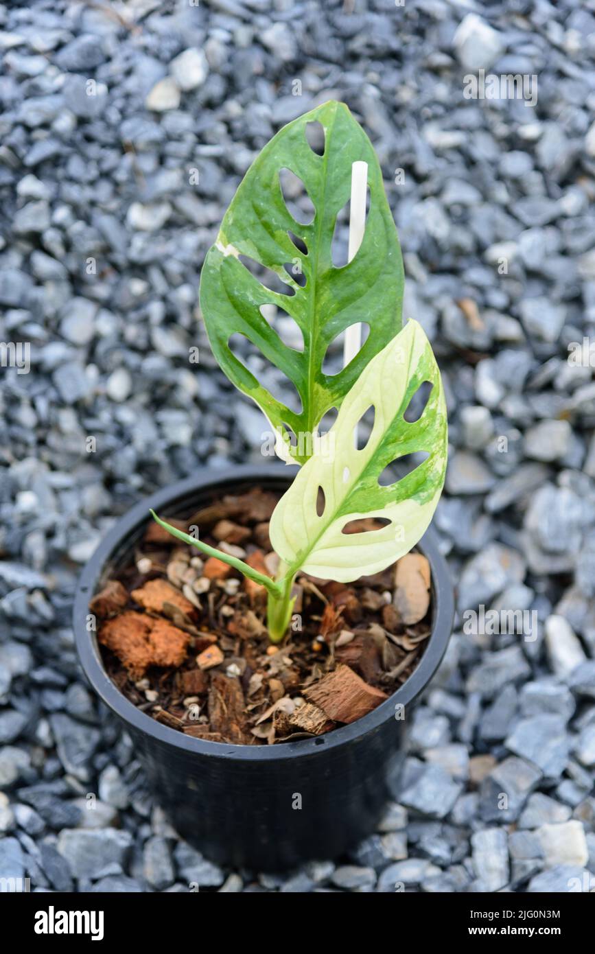 Monstera adansonii albo variegated giant Stock Photo - Alamy