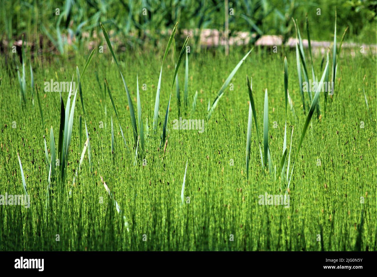 The beautiful nature of Latvia Stock Photo - Alamy