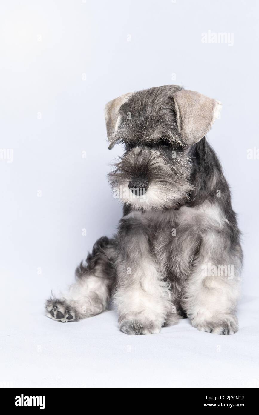 White-gray schnauzer dog sits and looks down on a white background ...