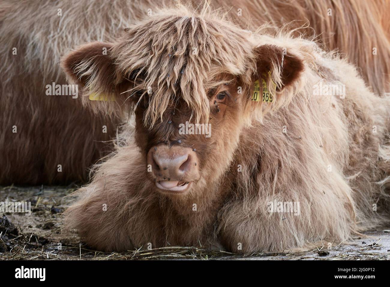 Long haired calf hi-res stock photography and images - Alamy
