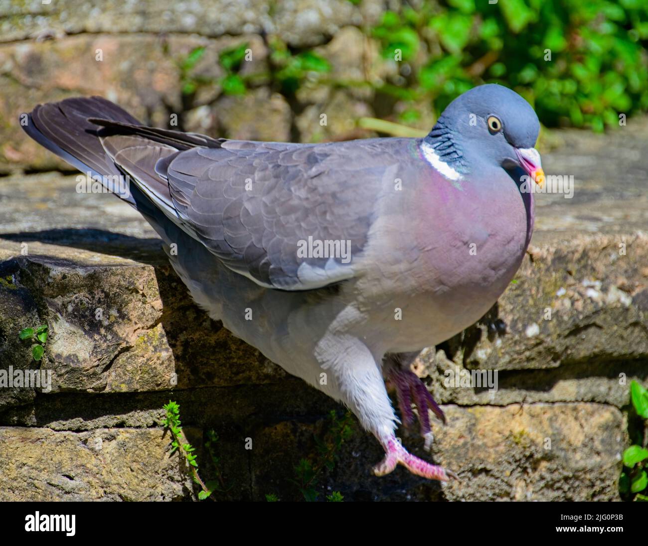 Pigeon genus hi-res stock photography and images - Alamy