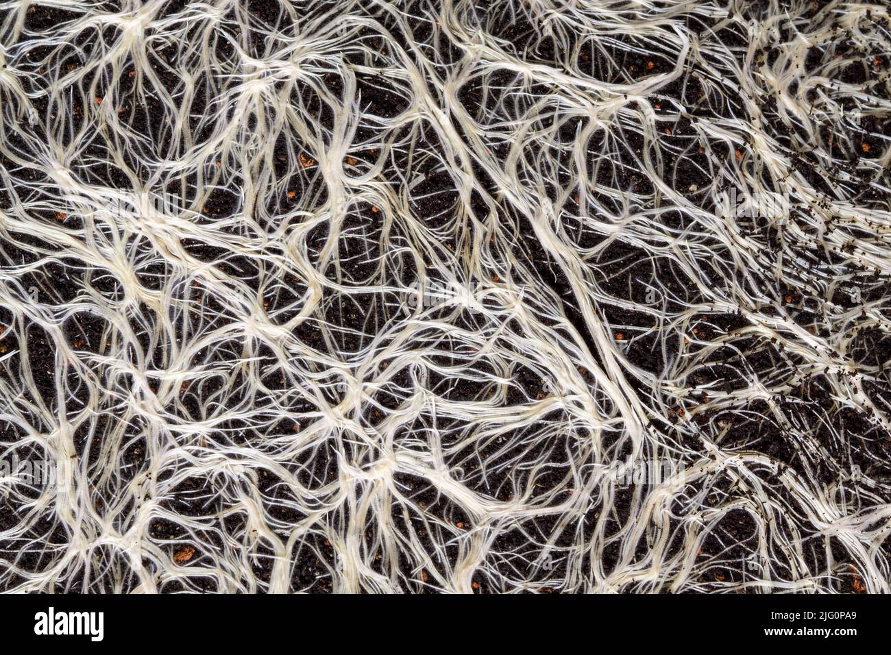 plant root system in soil abstract texture of roots Stock Photo - Alamy