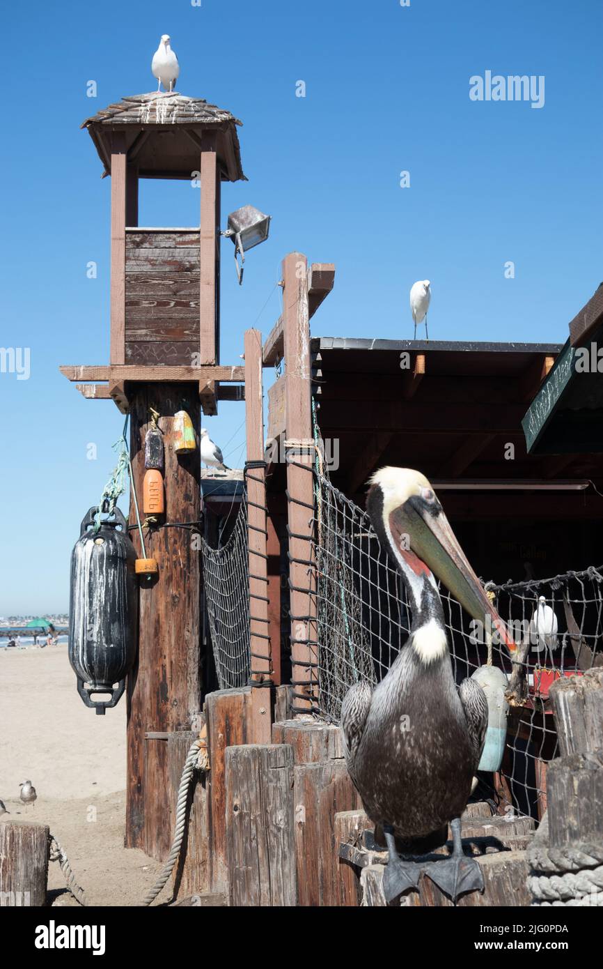 Brown pelican erget and seagull at Dory Fish Market Newport Beach ...