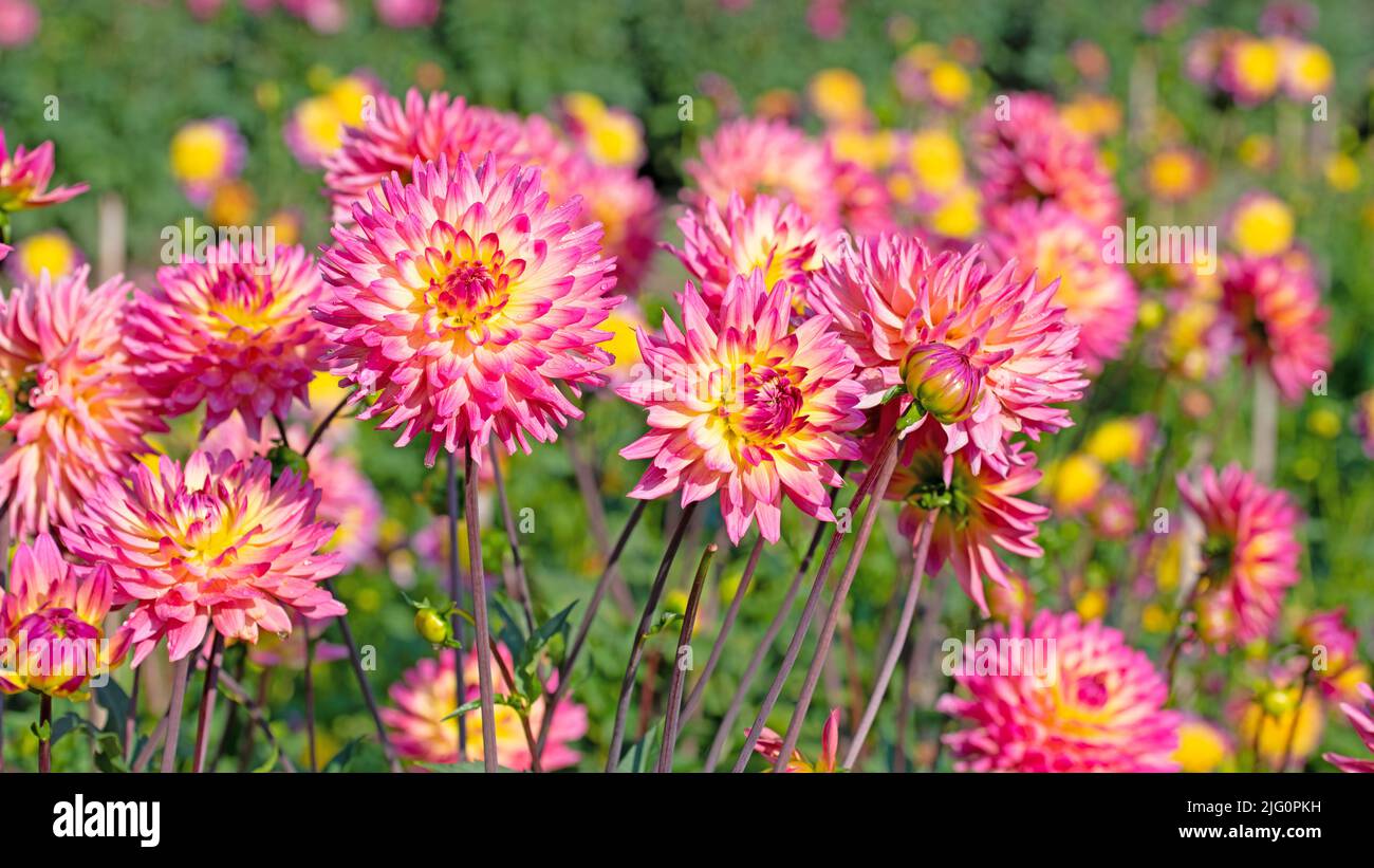 Blooming pink dahlias in the garden Stock Photo - Alamy