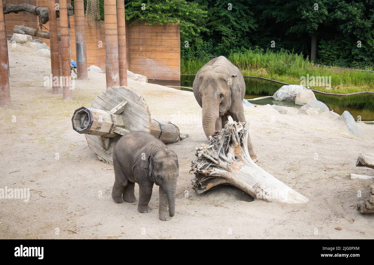 Copenhagen zoo elephant hi-res stock photography and images - Alamy