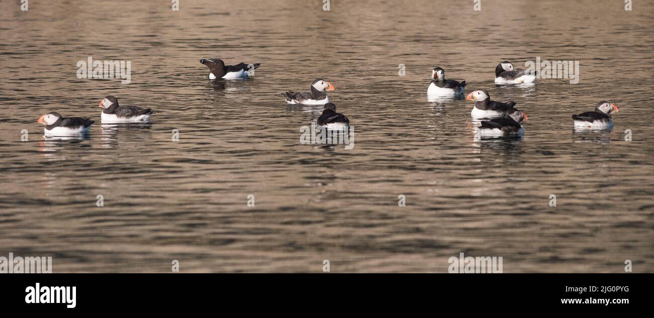 Raft of puffins and razorbill on the water in South Haven, Skomer ...
