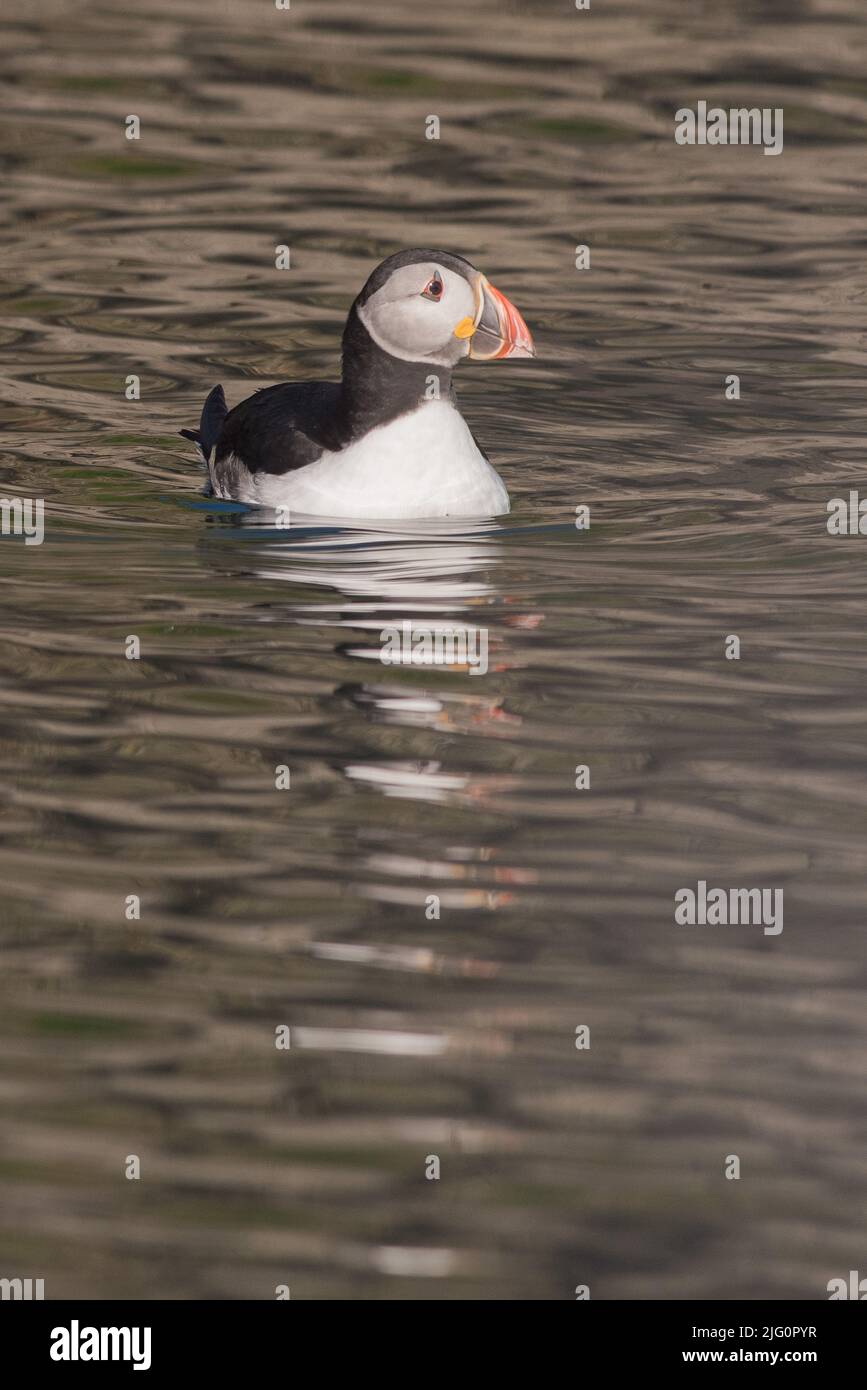 Atlantic puffin (Fraturcular arctica) on water, South HAven, Skomer ...