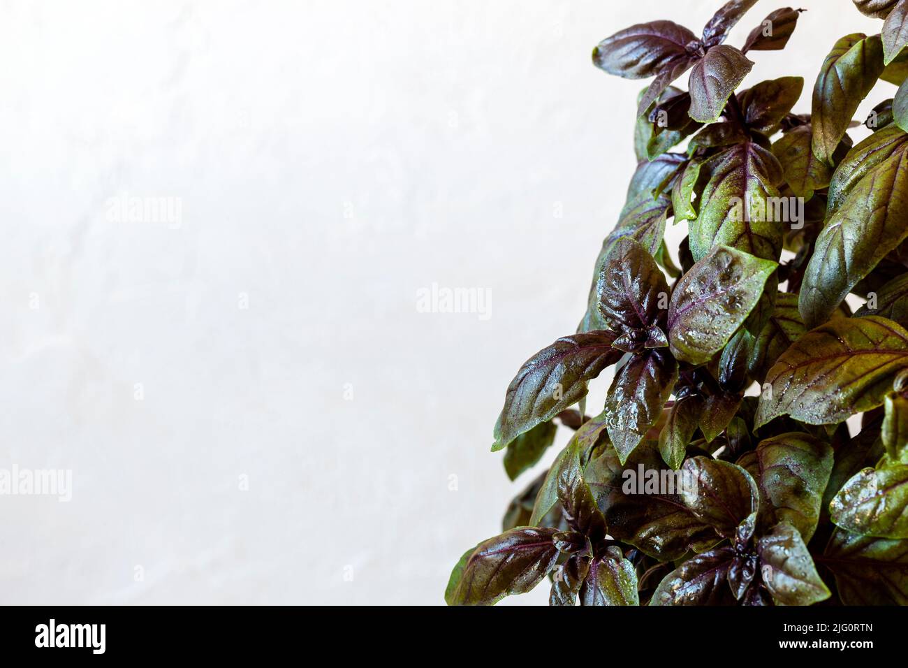 red basil plant of a kitchen garden on the light grey background, copy ...