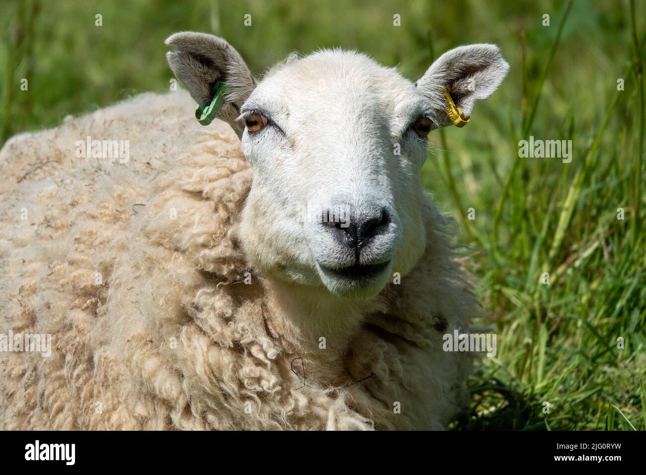 portrait close of up a pretty white sheep in the English countryside ...