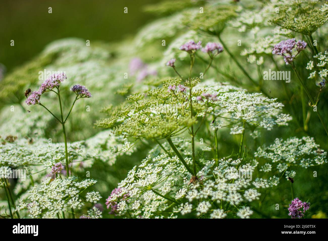the beautiful common mountain valerian Stock Photo - Alamy
