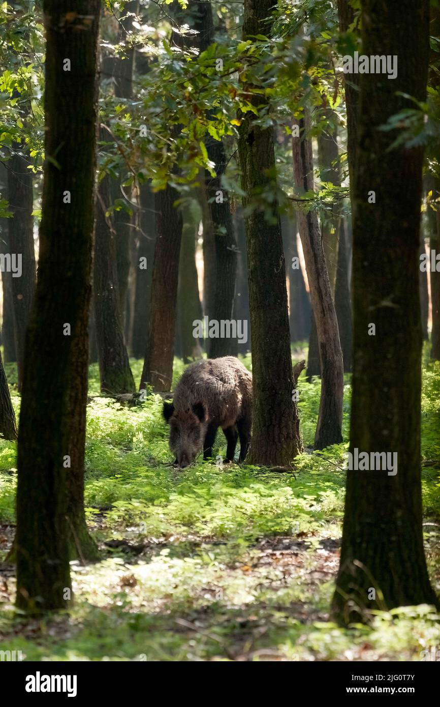 Boar forest hi-res stock photography and images - Alamy