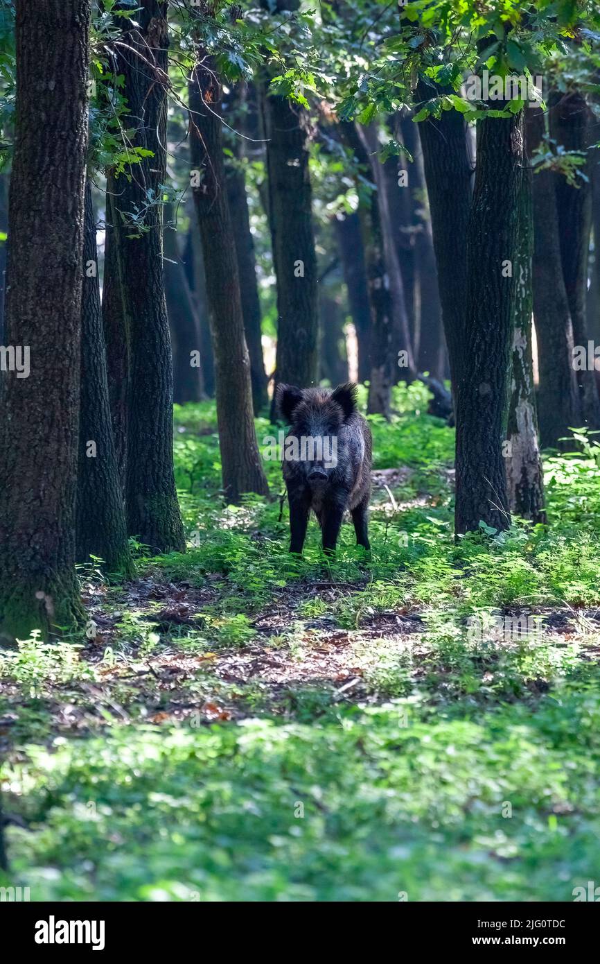 Boar forest hi-res stock photography and images - Alamy