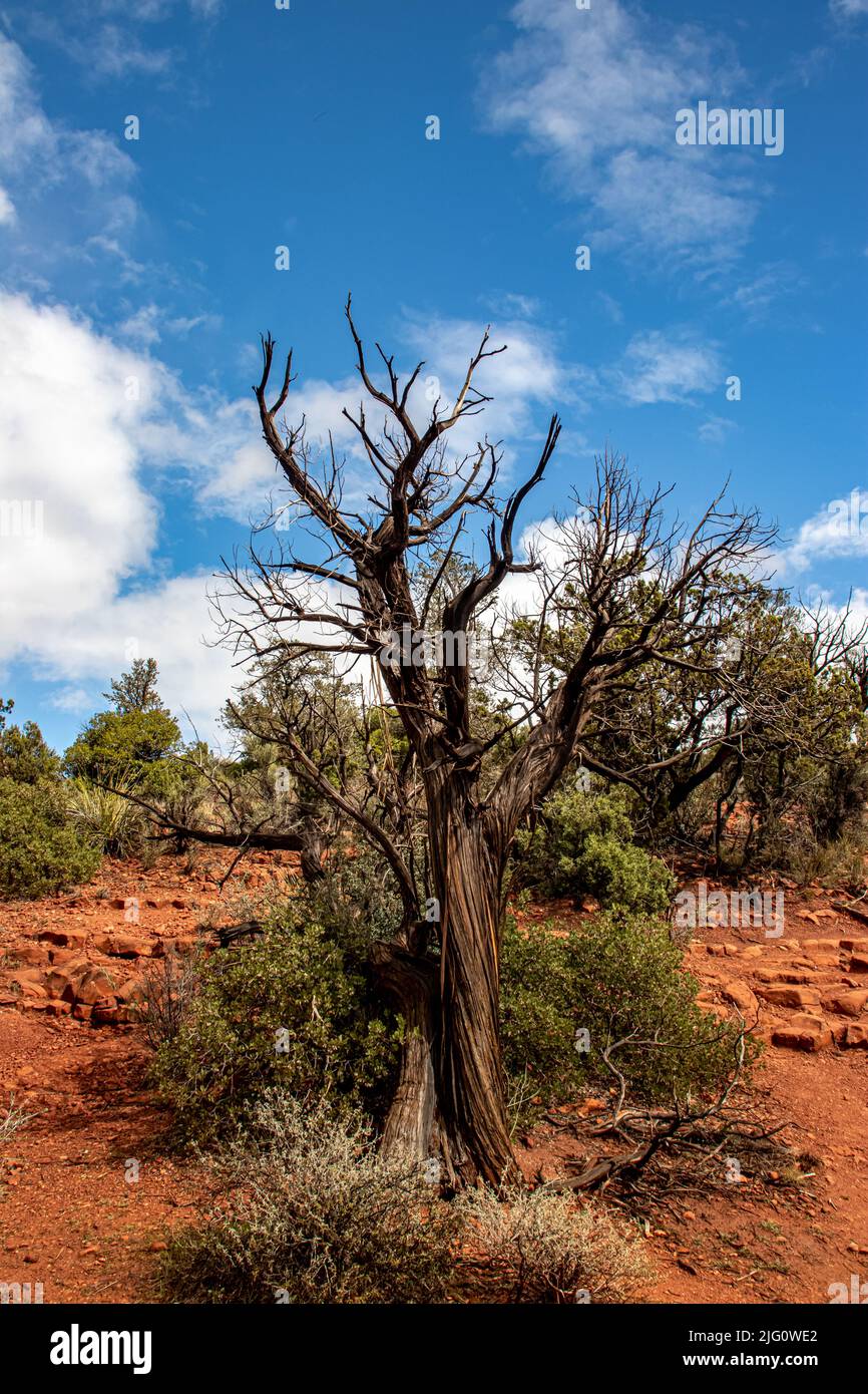 Tree without any leaves in the harsh desert landscape, Sedona, AZ, USA ...