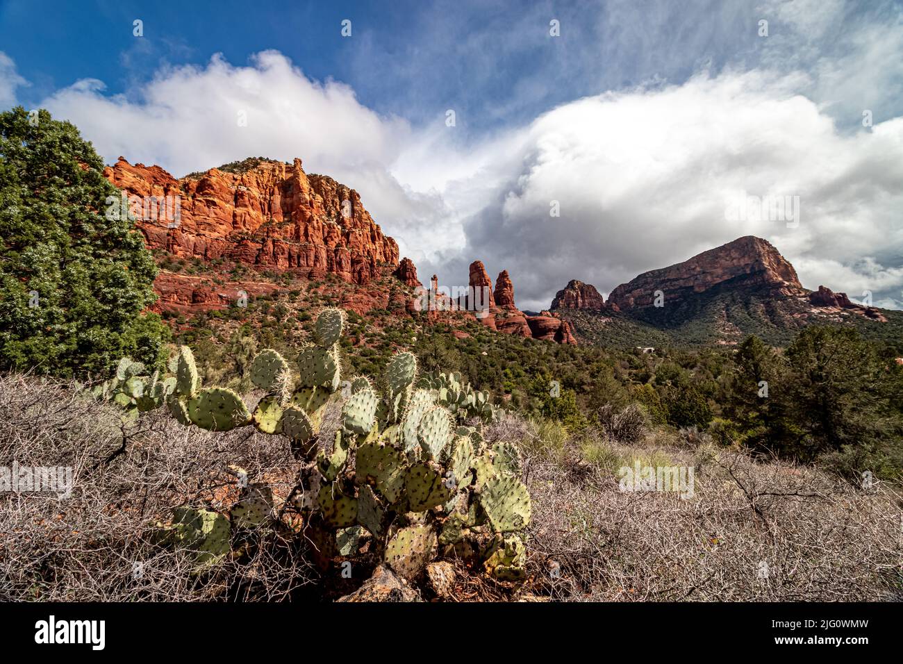 Cactus grows on the foot hills of the giant mountains, Sedona, AZ, USA ...