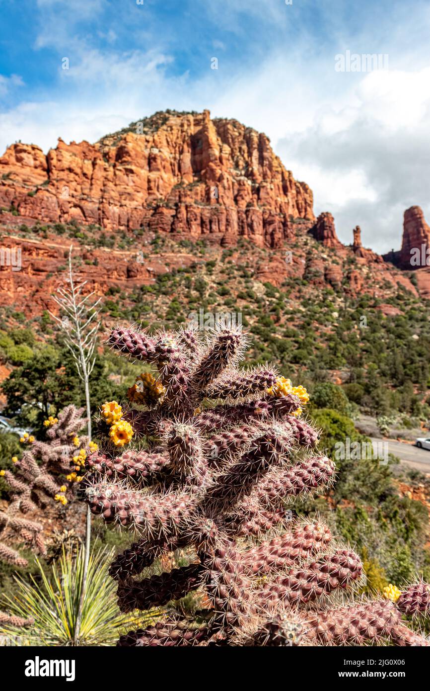 Desert vegetation in vibrant colors in Sedona, AZ, USA Stock Photo - Alamy