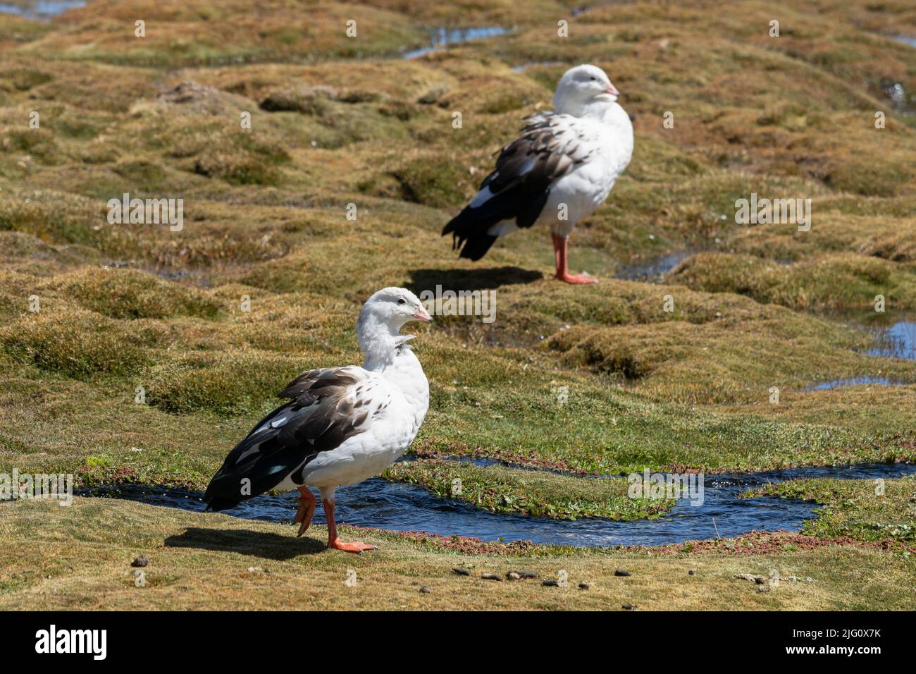 A pair of Andean Geese, Chloephaga melanoptera, in a wetland in Lauca ...