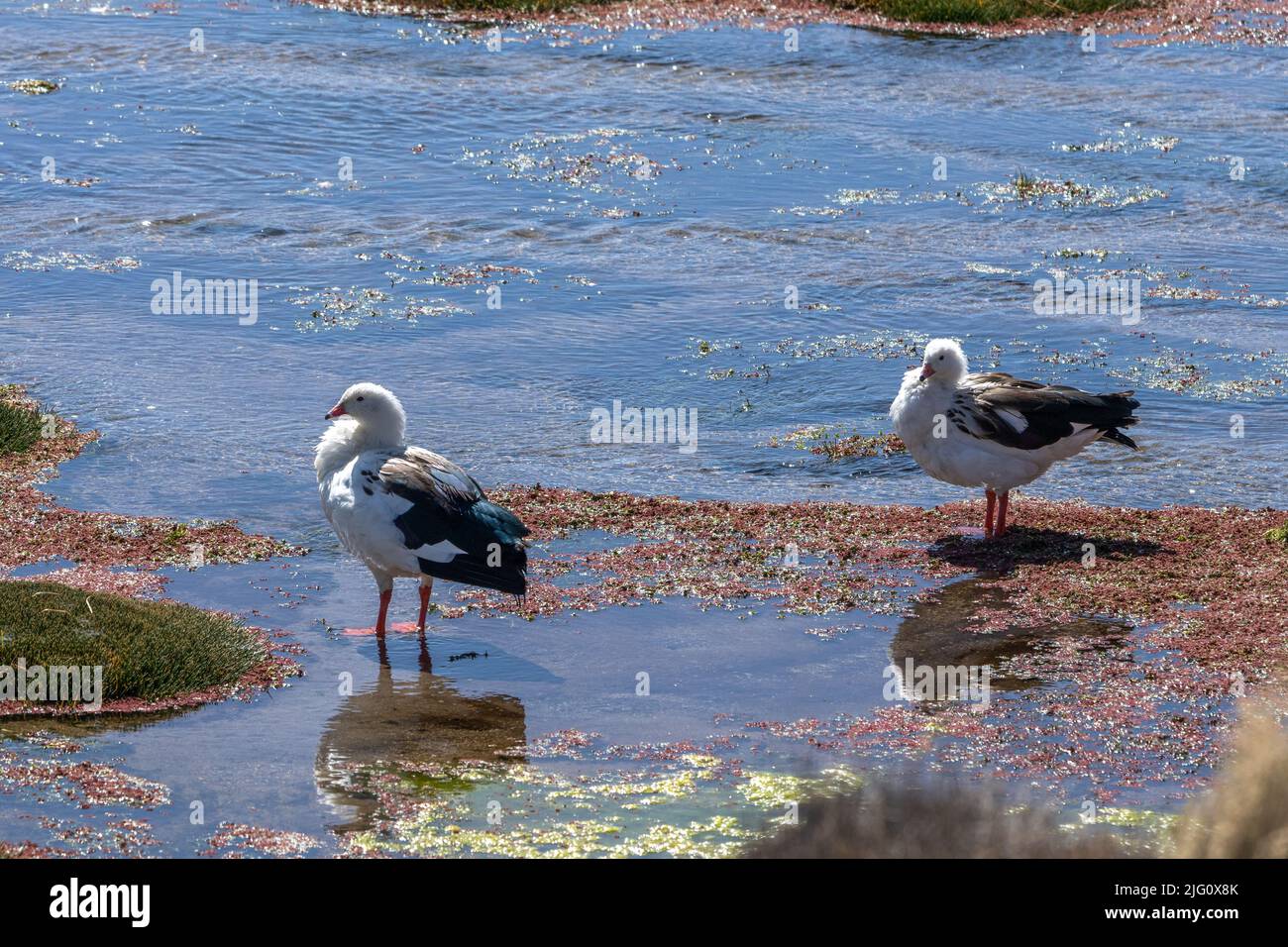 A pair of Andean Geese, Chloephaga melanoptera, in a wetland in Lauca ...