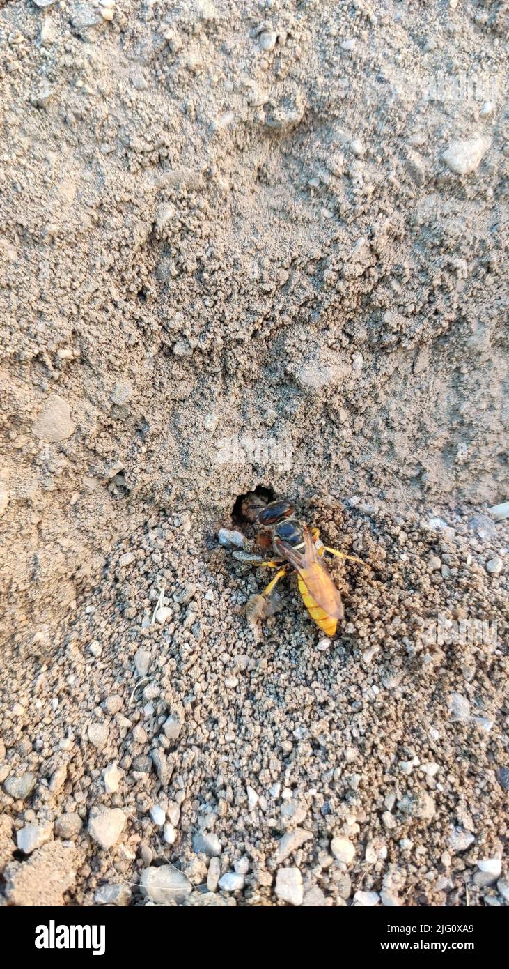 Ground bees become active in early spring. These bees dig nests in the ...