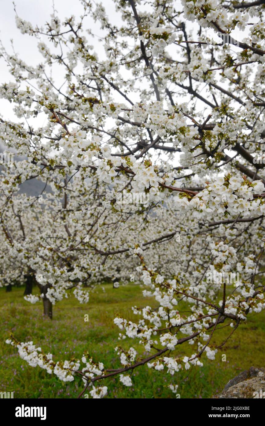 Tree full of flowers hi-res stock photography and images - Alamy