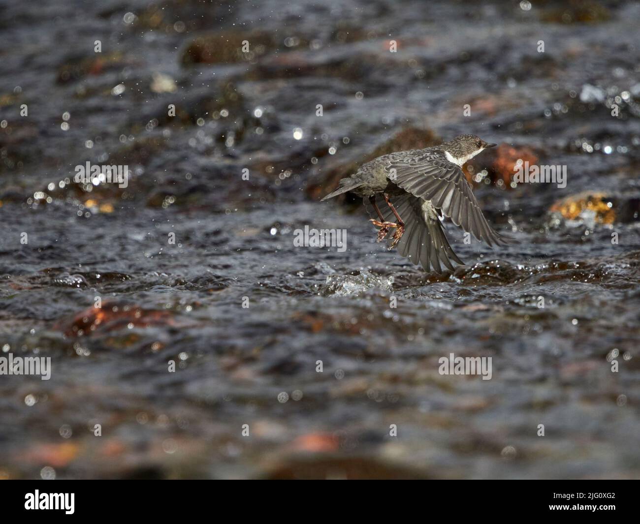 Flying dipper hi-res stock photography and images - Alamy